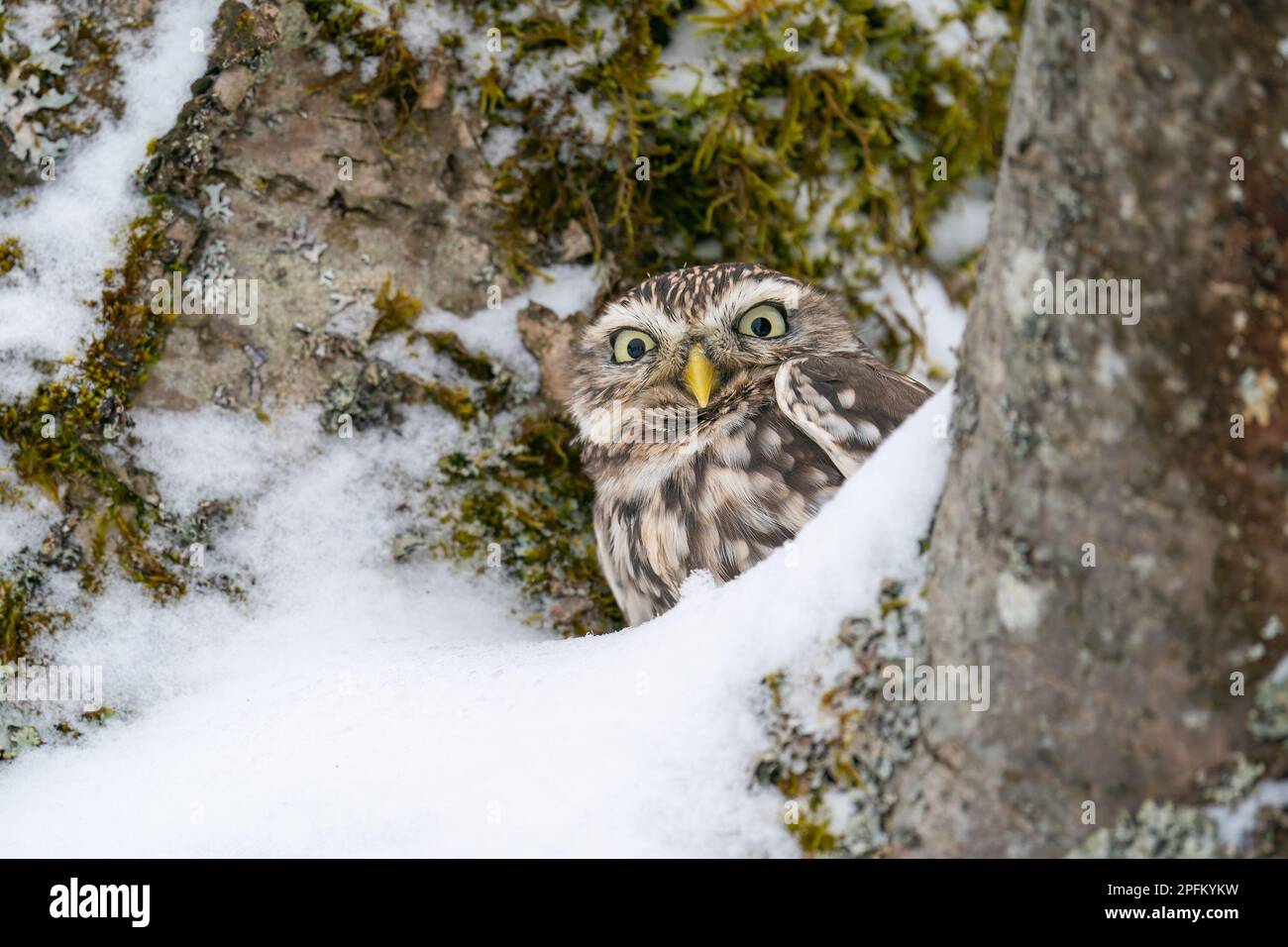 Curious little owl hidden in snowy. Natural owl habitat with using ...