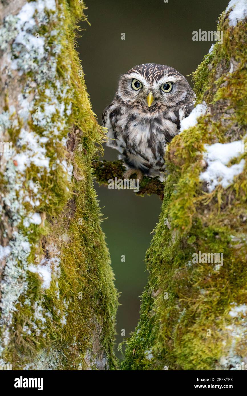 Little owl hiding between two moss-covered tree trunks. Winter nature ...
