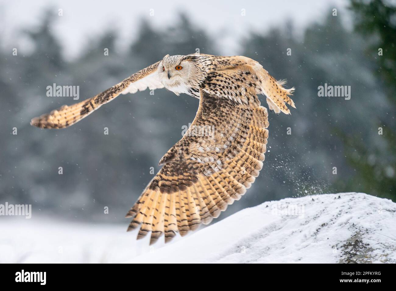 Siberian Eagle Owl flying from right to the left. Closeup photo of the ...