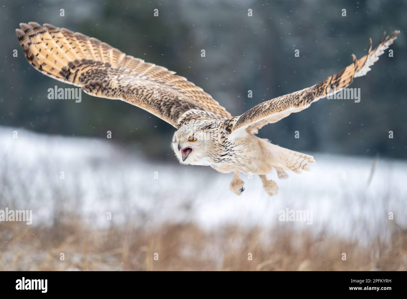 Shouting Siberian Eagle Owl while flying in the winter nature. Bubo ...