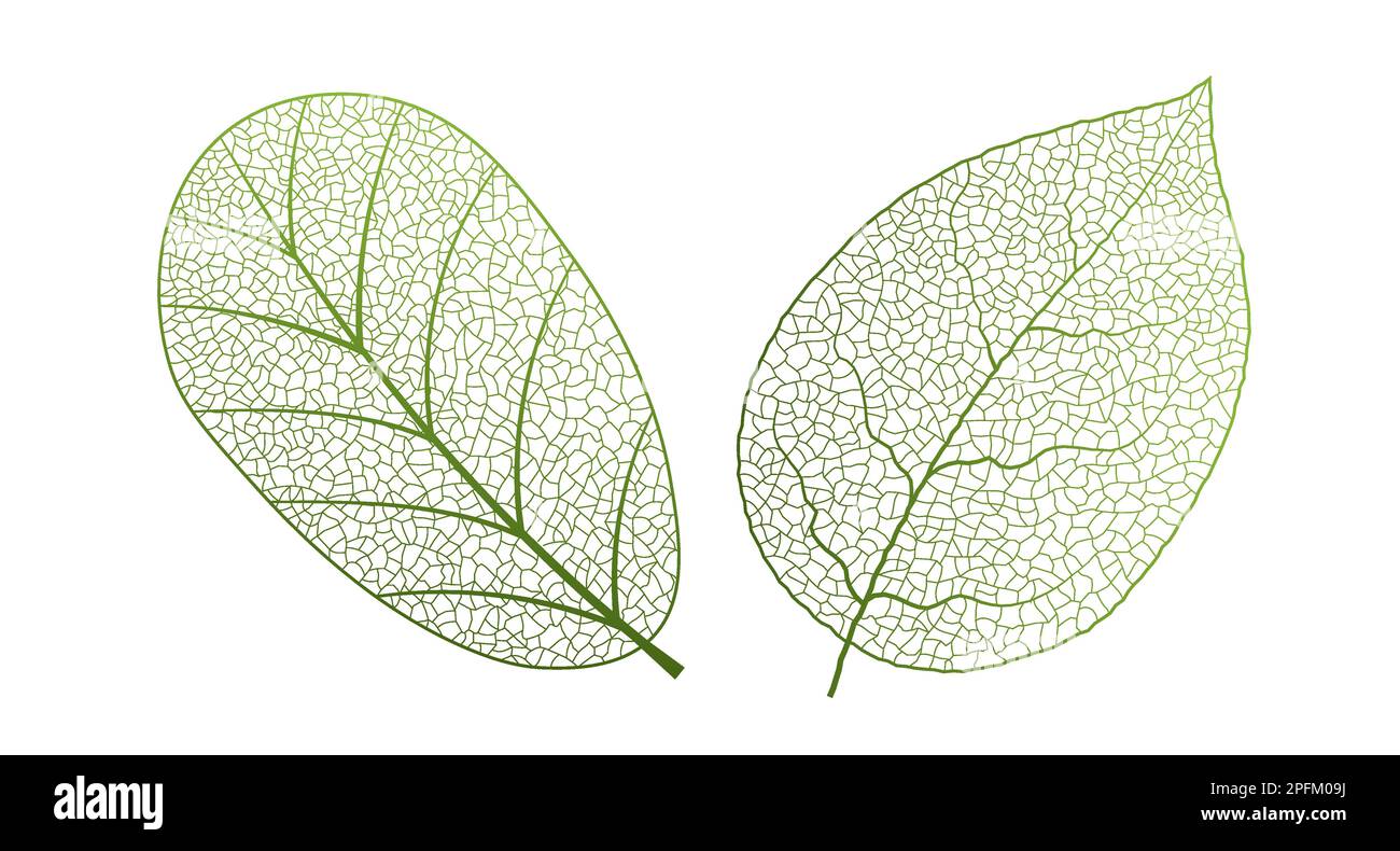 Leaf vein vector texture isolated transparent autumn black detail ...