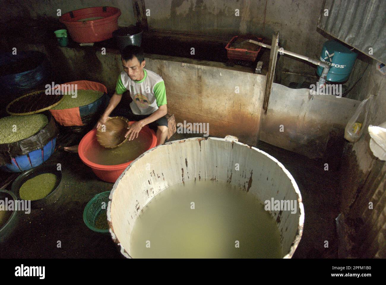 A worker is soaking mung beans in water at a bean sprout farm, an urban ...