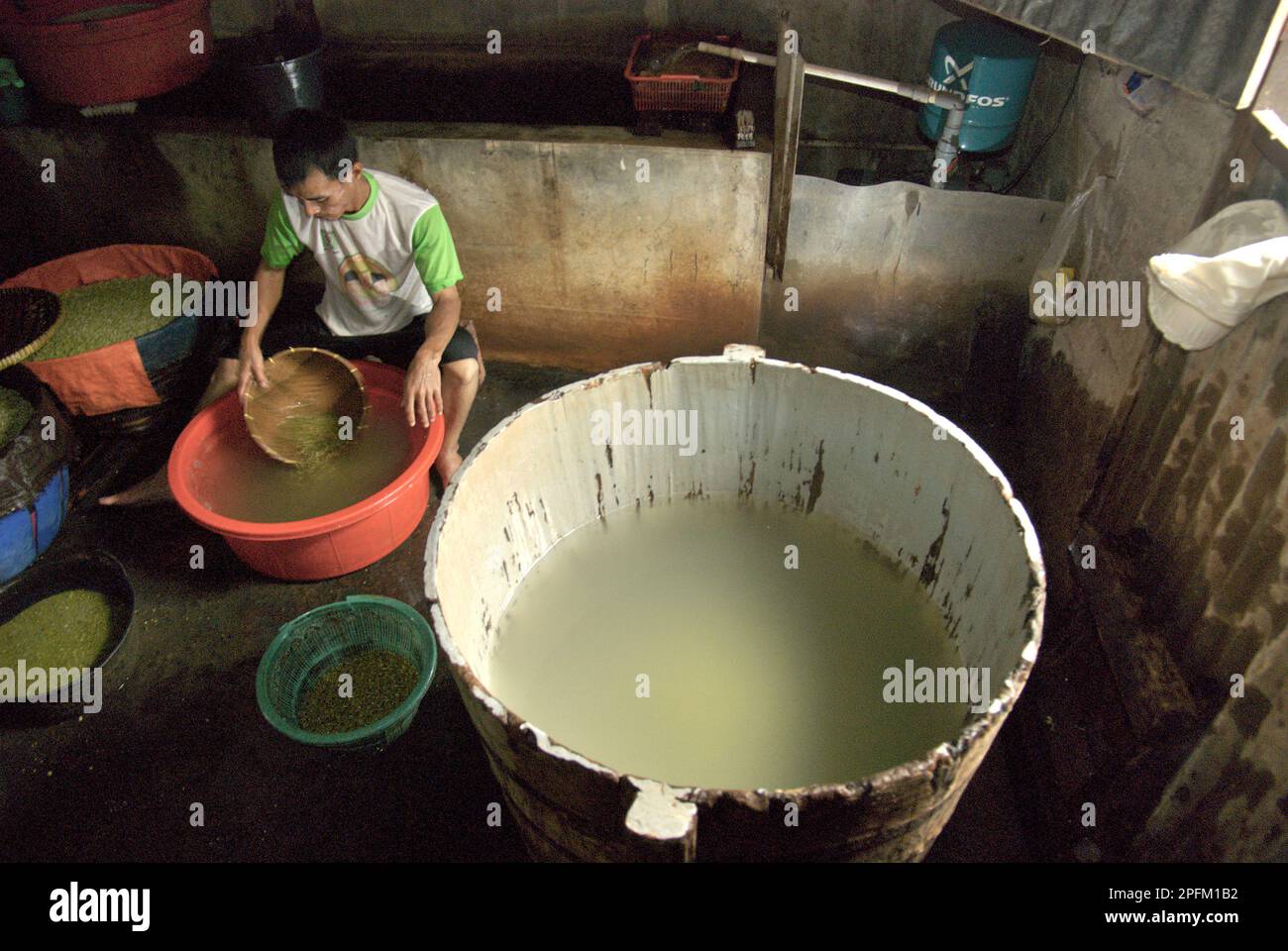A worker is soaking mung beans in water at a bean sprout farm, an urban ...