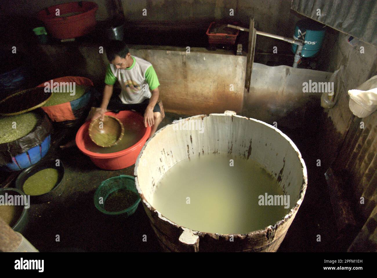 A worker is soaking mung beans in water at a bean sprout farm, an urban ...