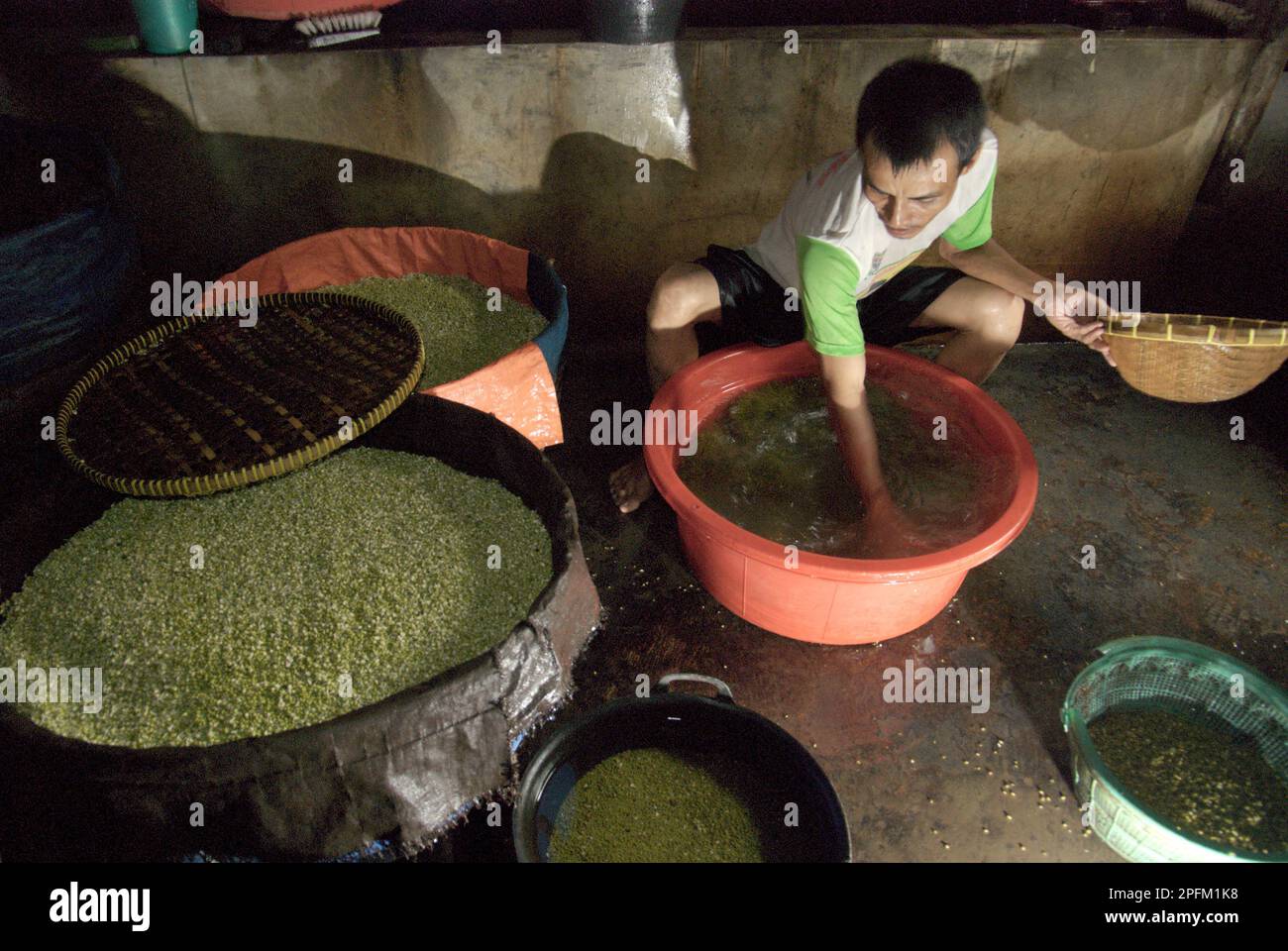 A worker is rinsing mung beans with freshwater at a bean sprout farm ...