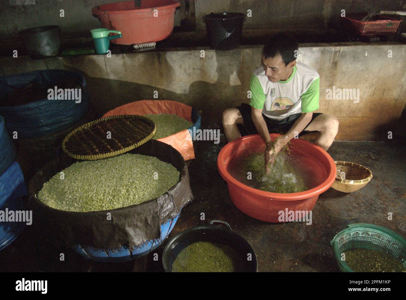 A worker is rinsing mung beans with freshwater at a bean sprout farm ...