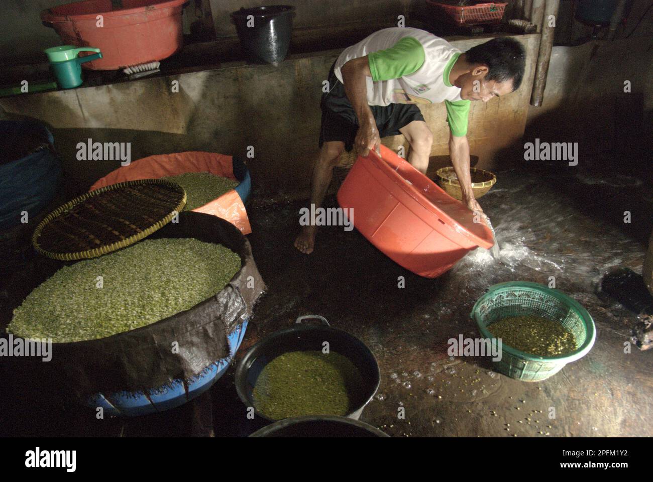 A worker is draining excess water from a plastic bucket where mung ...