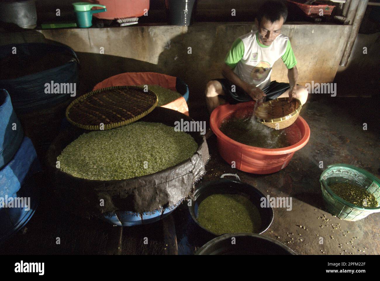 A worker is stirring up freshwater inside plastic bucket where mung ...