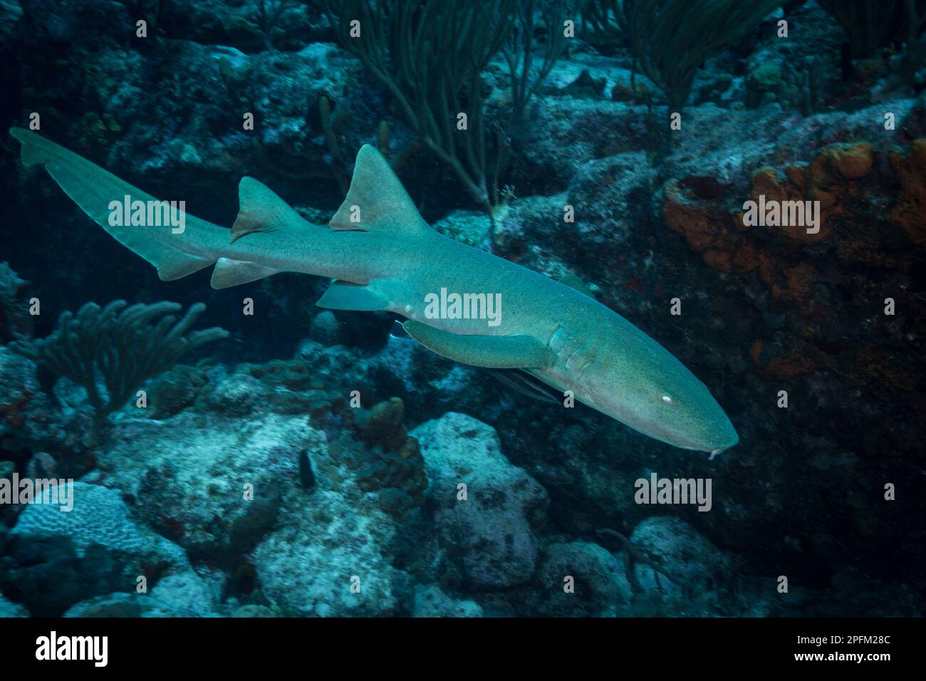 Nurse shark (Ginglymostoma cirratum) on the Split Rock dive site off ...