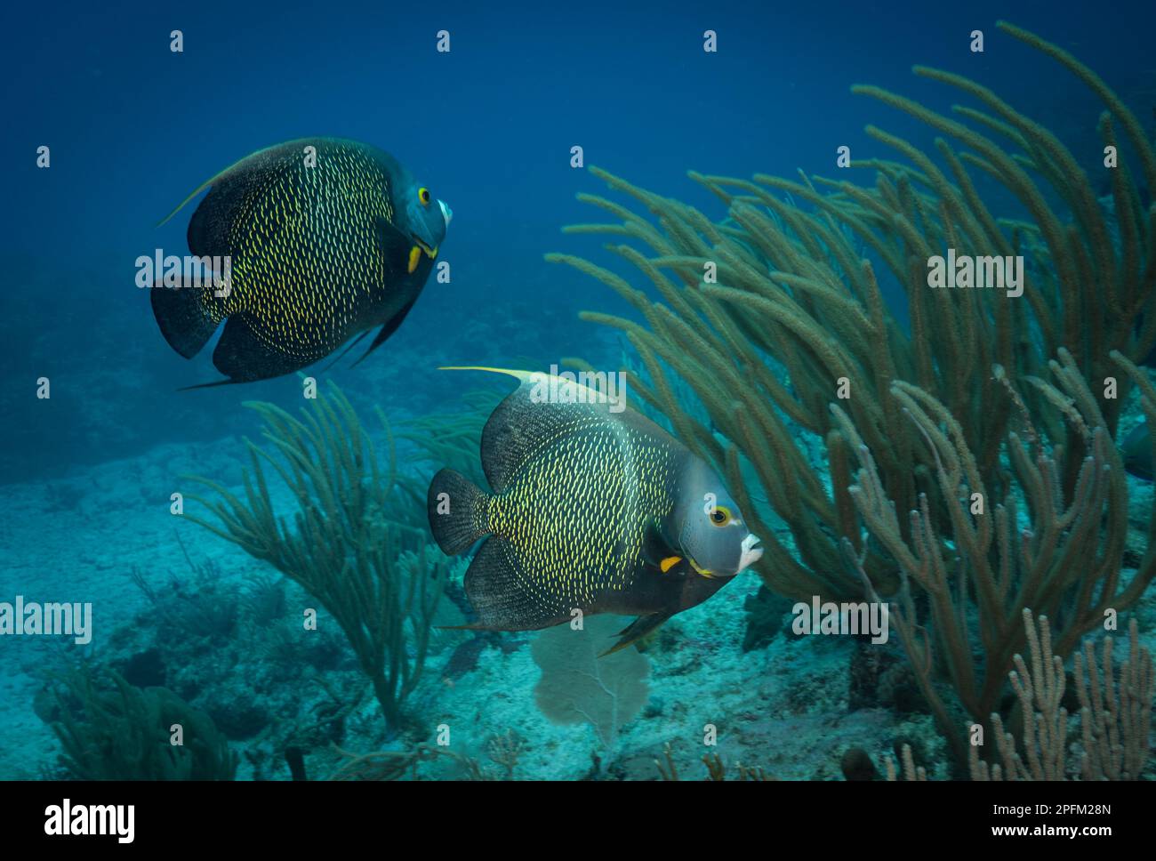 French Angelfish (Pomacanthus paru) on the reef off the Dutch Caribbean ...