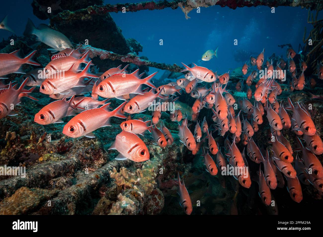 Blackbar soldierfish (Myripristis jacobus) school at he Bridge dive ...