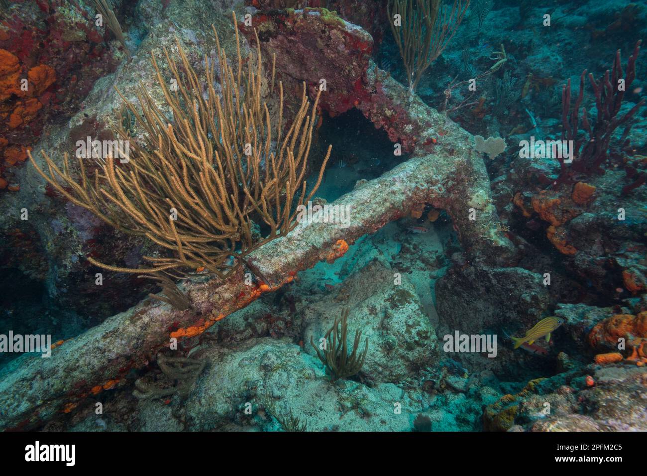 Old 18th century anchor lies on the reef at the Proselyte dive site off ...