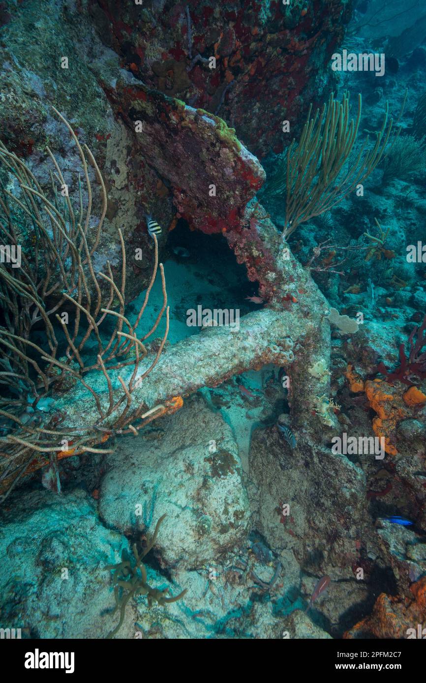 Old 18th century anchor lies on the reef at the Proselyte dive site off ...