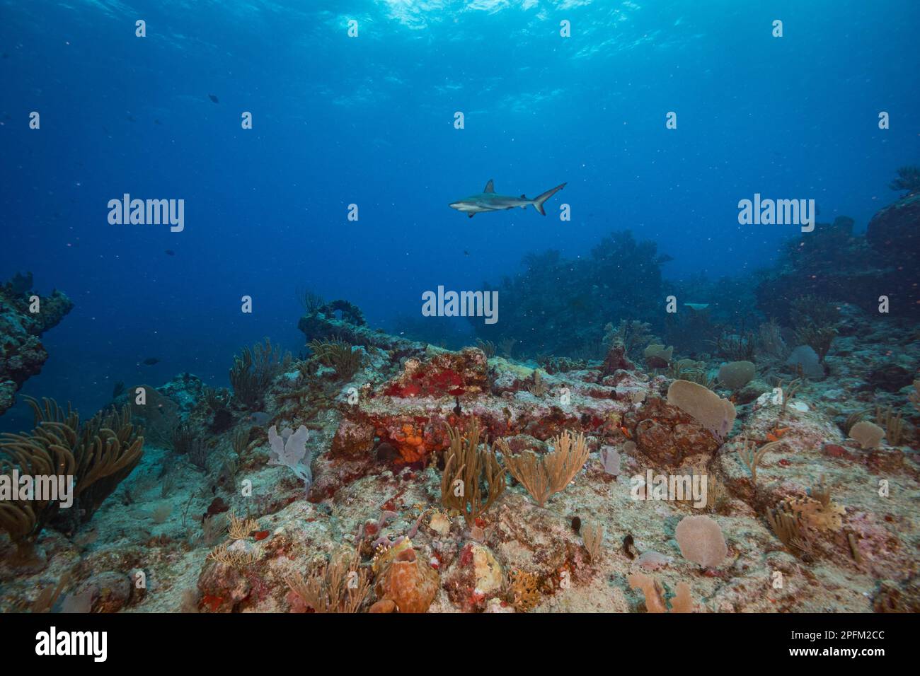 Hms proselyte dive site hi-res stock photography and images - Alamy