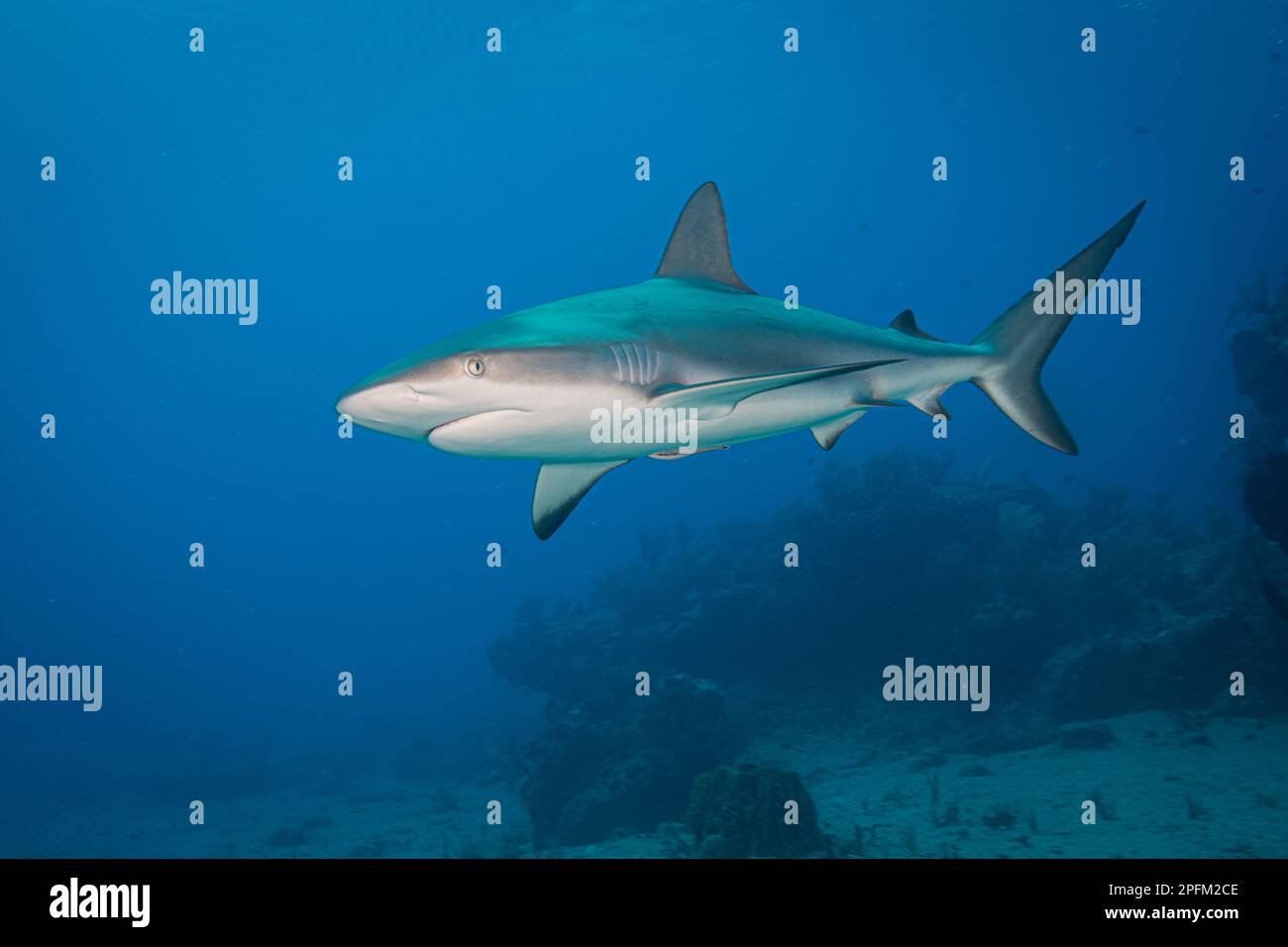 Hms proselyte dive site hi-res stock photography and images - Alamy