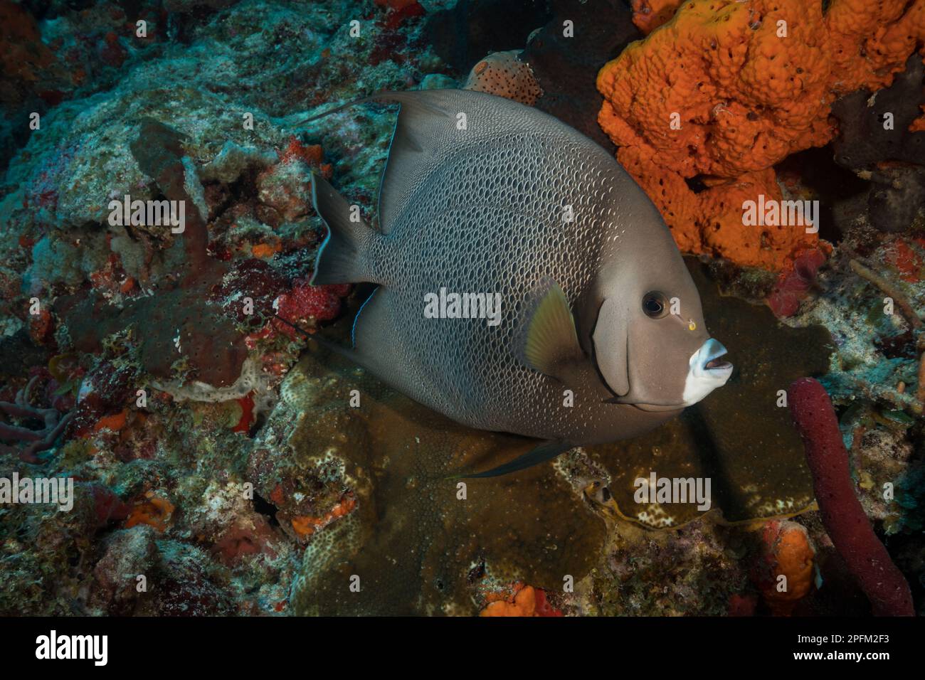 Gray angelfish (Pomacanthus arcuatus) on the Little Sister dive site ...