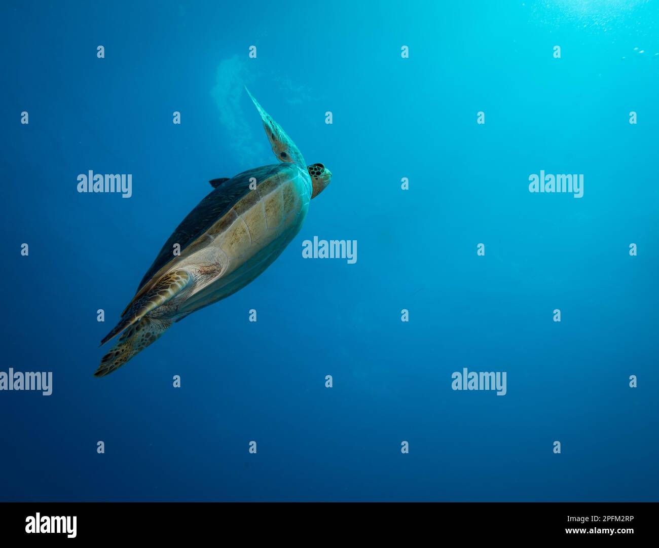 Hawksbill turtle (Eretmochelys imbricate) on the wreck of the Carib ...