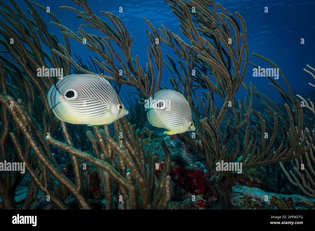 Foureye Butterflyfish (chaetodon apistratus) on The Maze dive site off ...