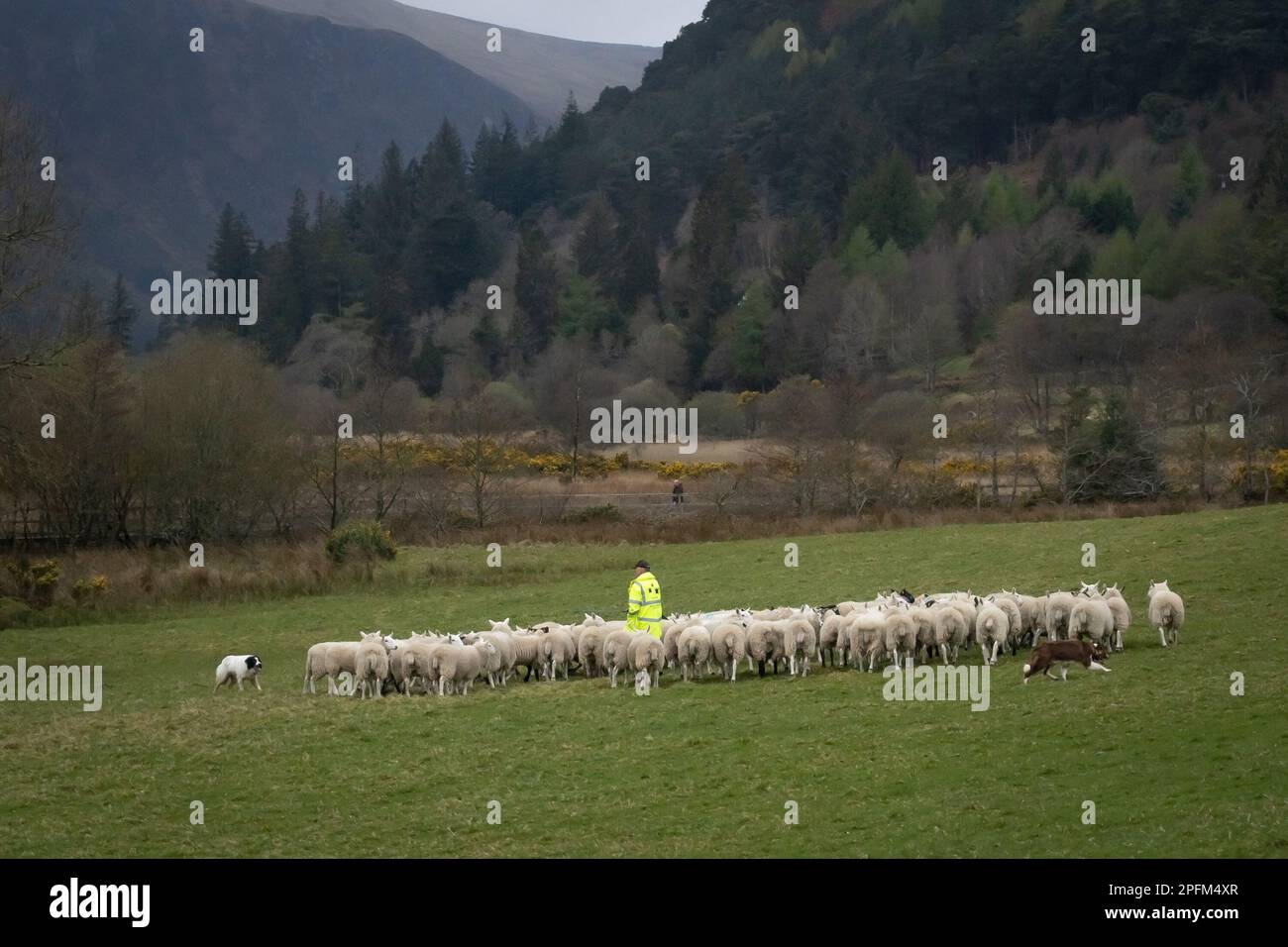 Working sheep dogs hi-res stock photography and images - Alamy
