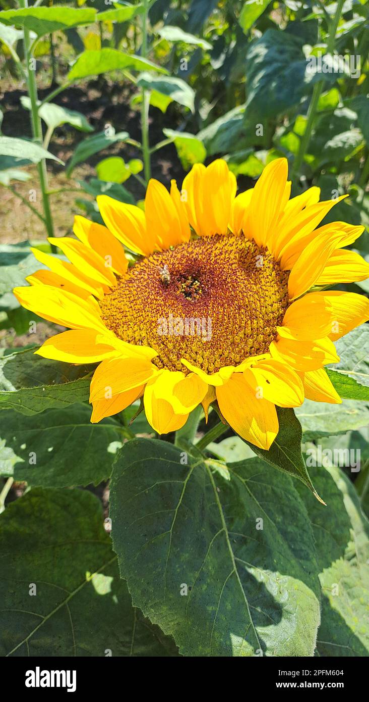 Bees are sunflower hosts, they help pollination, so it helps the bees ...