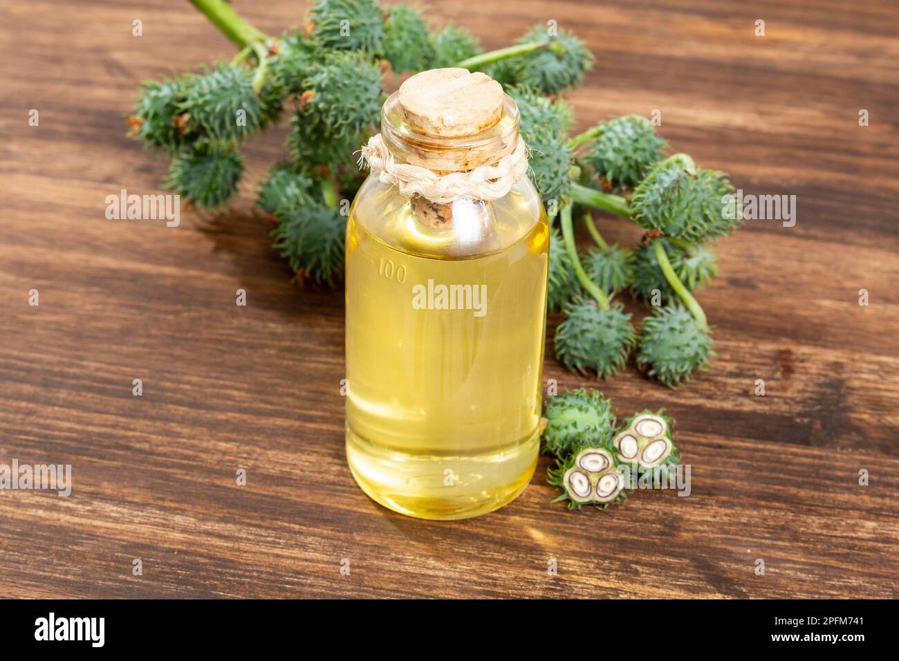 Fruits Green and castor oil - Ricinus communis Stock Photo - Alamy