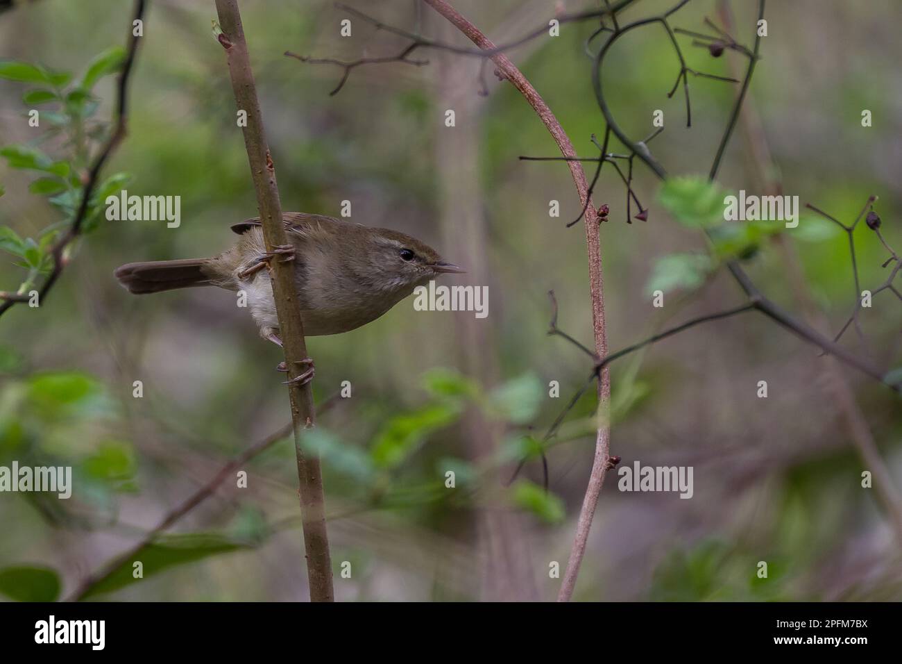 A Japanese bush warbler (Horornis diphone), perched on undergrowth in a ...