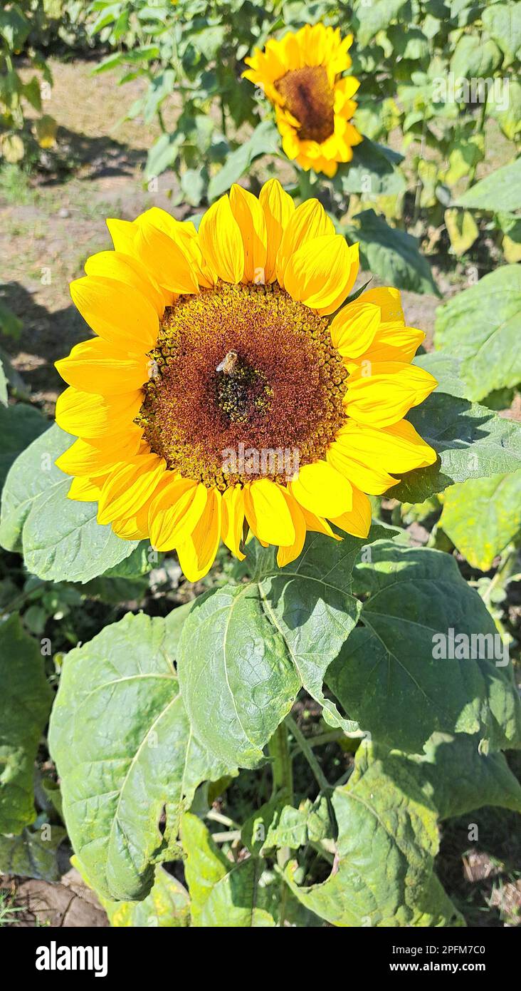 Bees are sunflower hosts, they help pollination, so it helps the bees ...