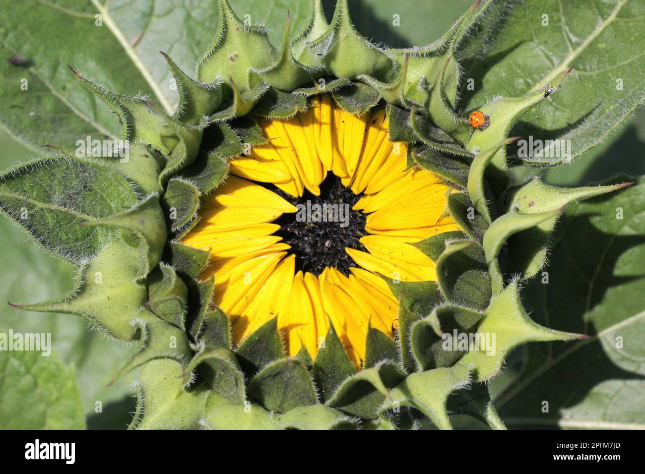 Bees are sunflower hosts, they help pollination, so it helps the bees ...