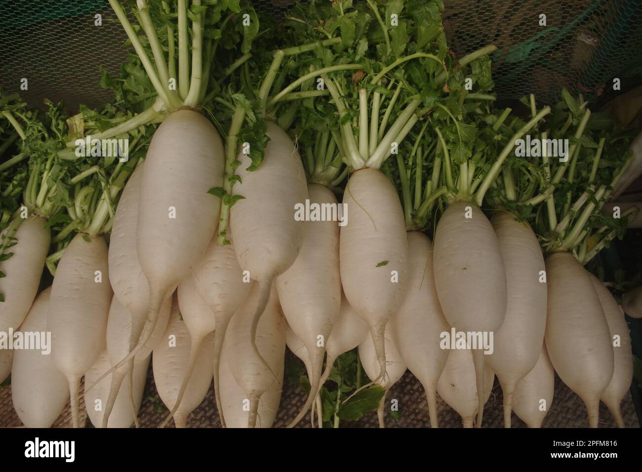 Japanese raddish hi-res stock photography and images - Alamy