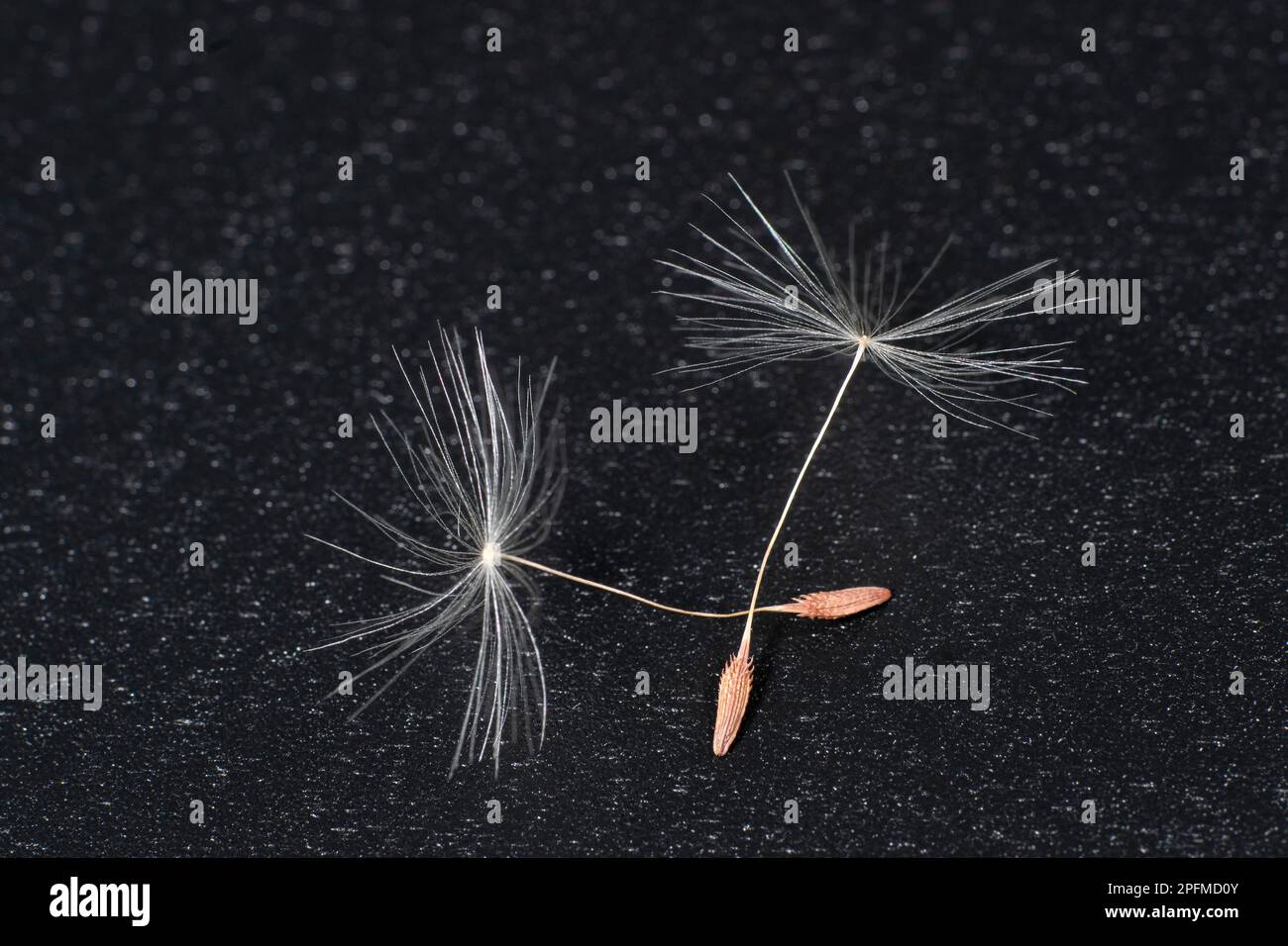 Macrophotograph of two pappus of a dandelion seed on a mottled black ...