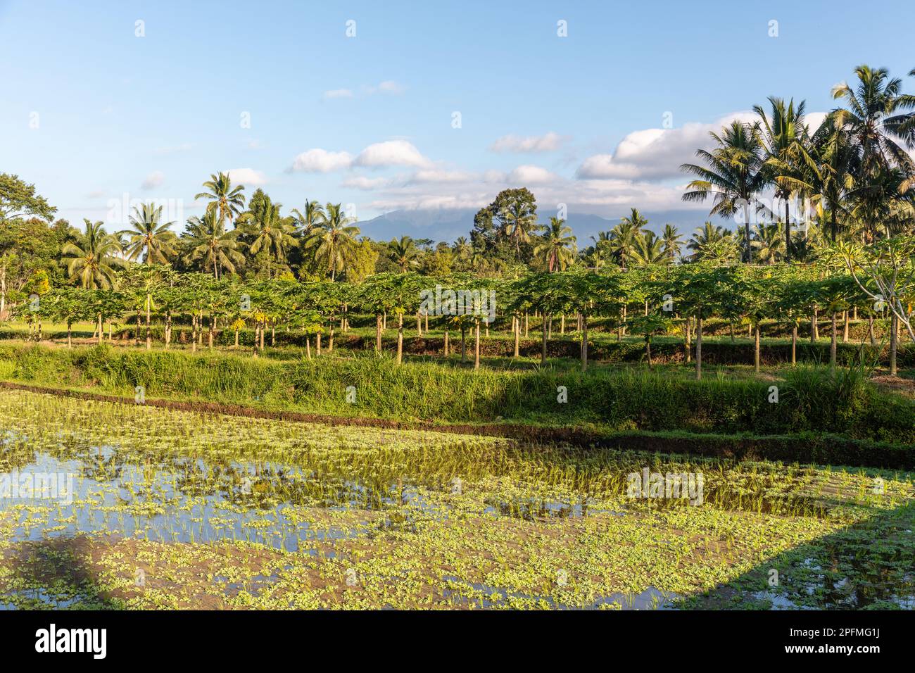 Edge of rice field hi-res stock photography and images - Alamy