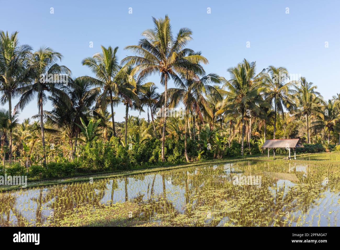 Palm trees growing on the edge of a rice field. Bali, Indonesia Stock ...