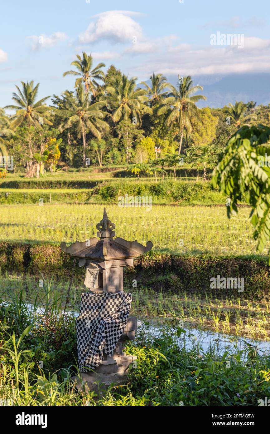 Palm trees growing on the edge of a rice field. Balinese Hindu altar ...