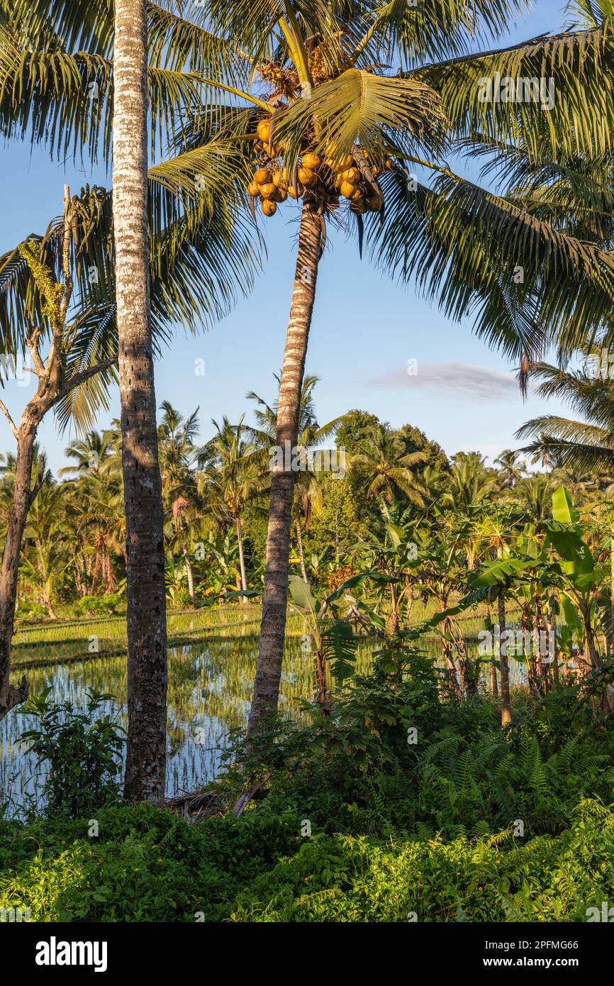 Palm trees growing on the edge of a rice field. Bali, Indonesia ...