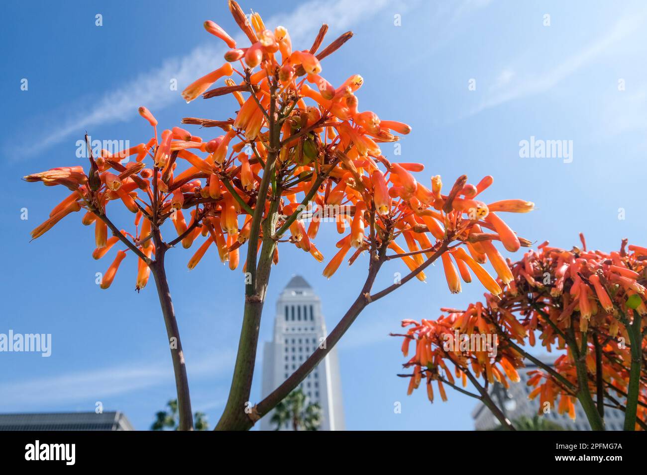 Los Angeles, United States. 17th Mar, 2023. Deep orange flowers are ...