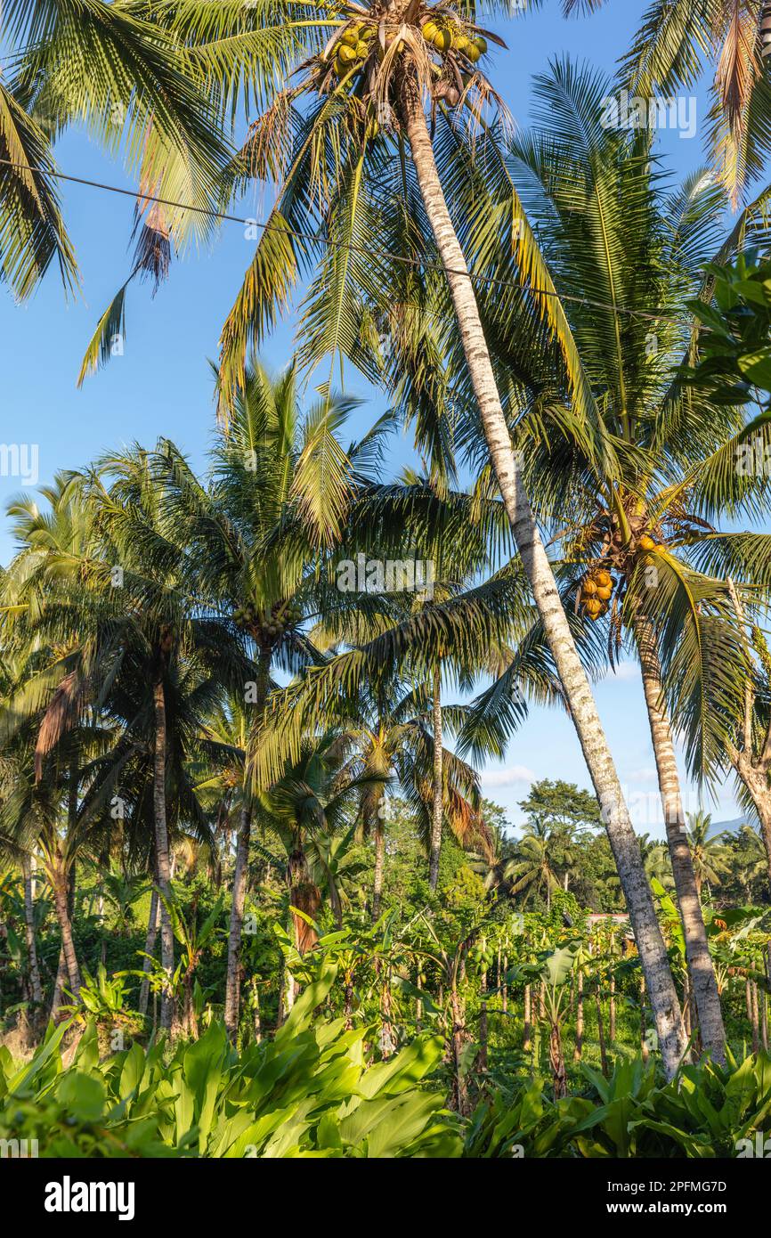 Palm trees growing on the edge of a rice field. Bali, Indonesia ...