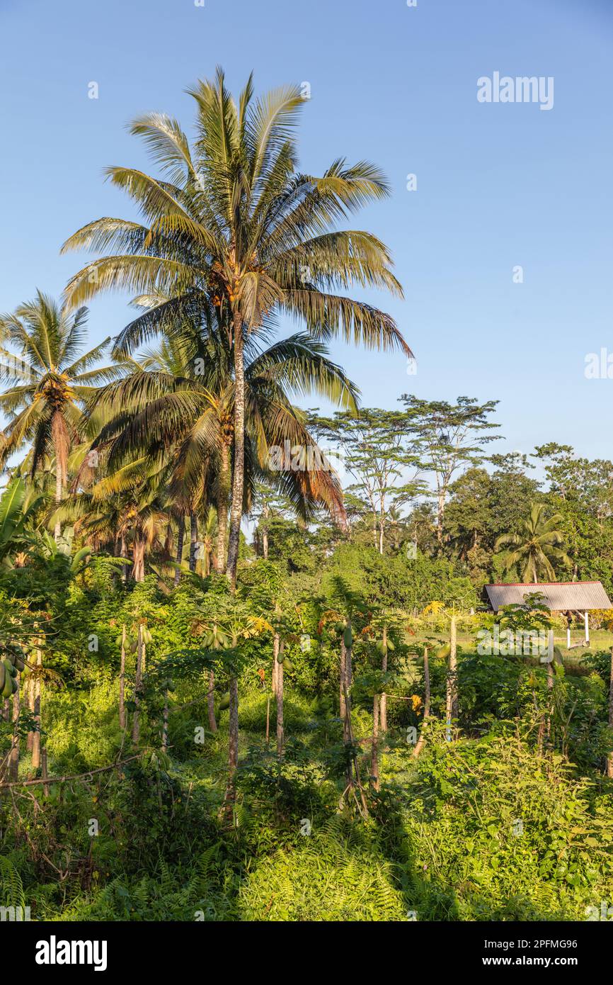 Palm trees growing on the edge of a rice field. Bali, Indonesia ...