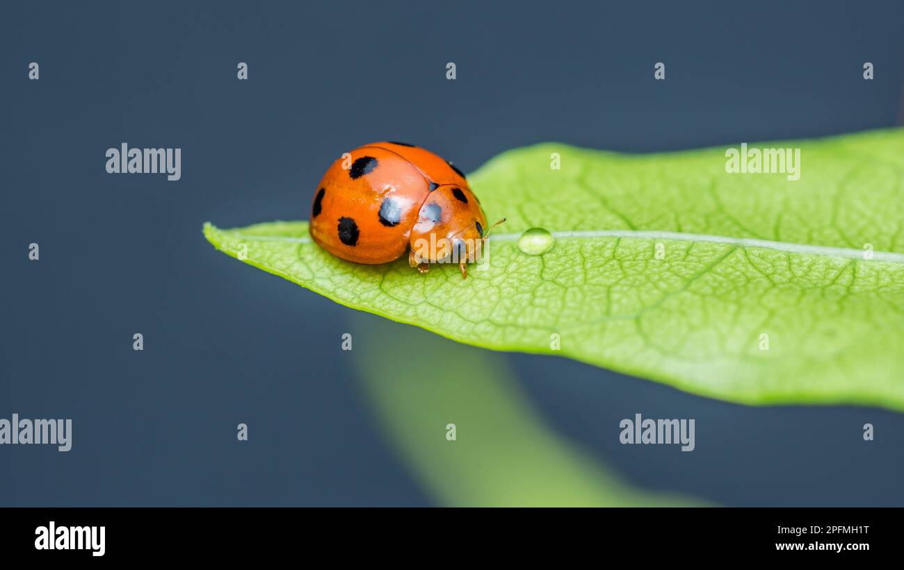 Black spotted red ladybug hi-res stock photography and images - Alamy