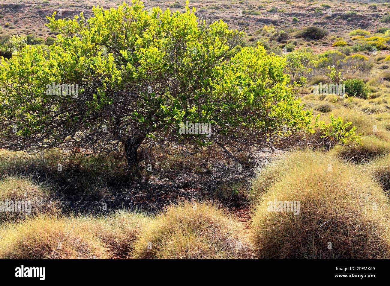 Australian small tree hi-res stock photography and images - Alamy