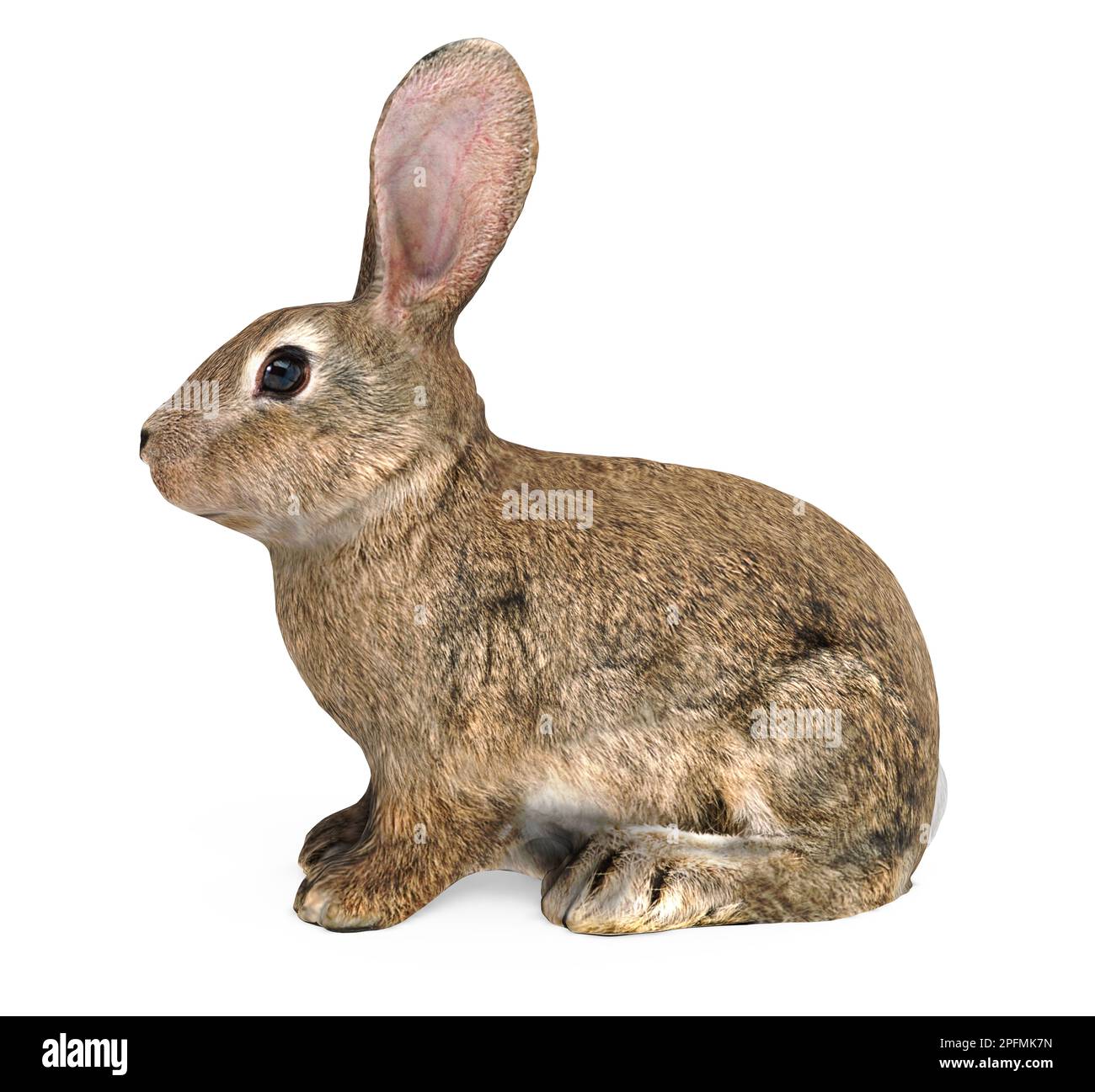 Bunny Rabbit Animal Isolated Stock Photo - Alamy