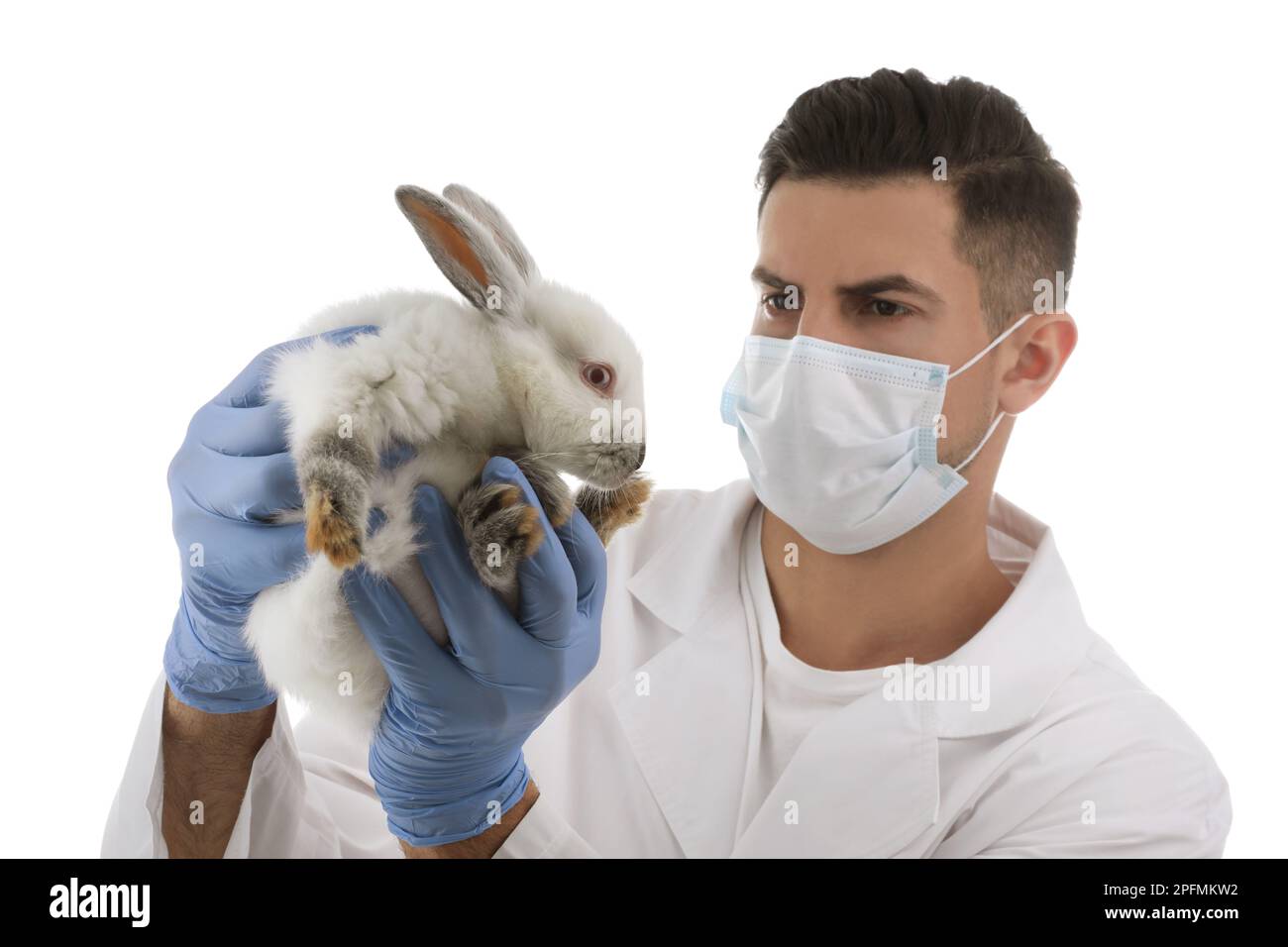 Scientist with rabbit on white background. Animal testing Stock Photo ...
