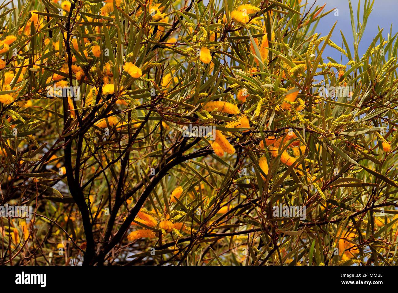 Acacia wattle wattle mimosaceae hi-res stock photography and images - Alamy
