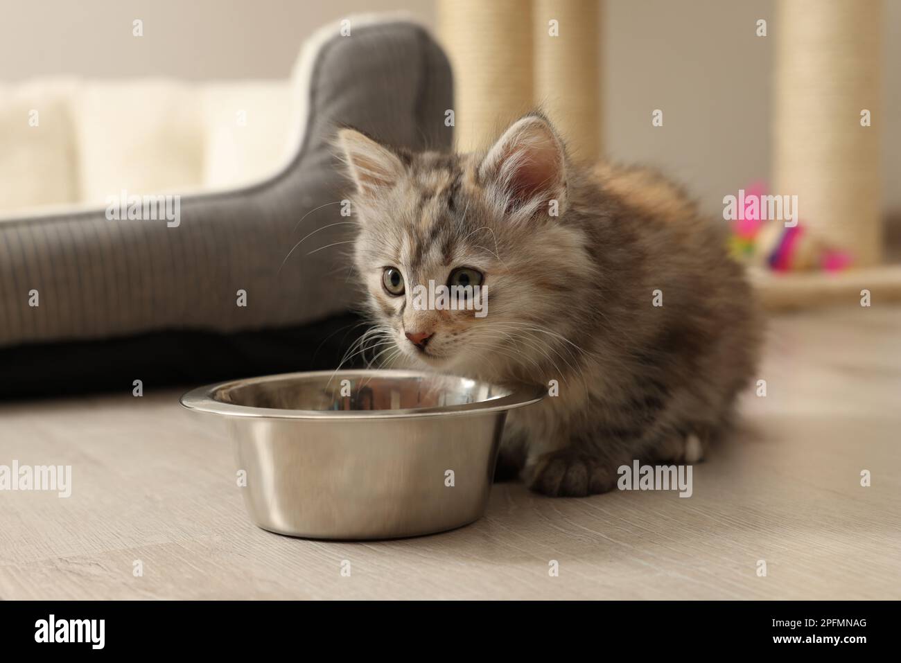 Cute fluffy kitten near feeding bowl at home Stock Photo - Alamy
