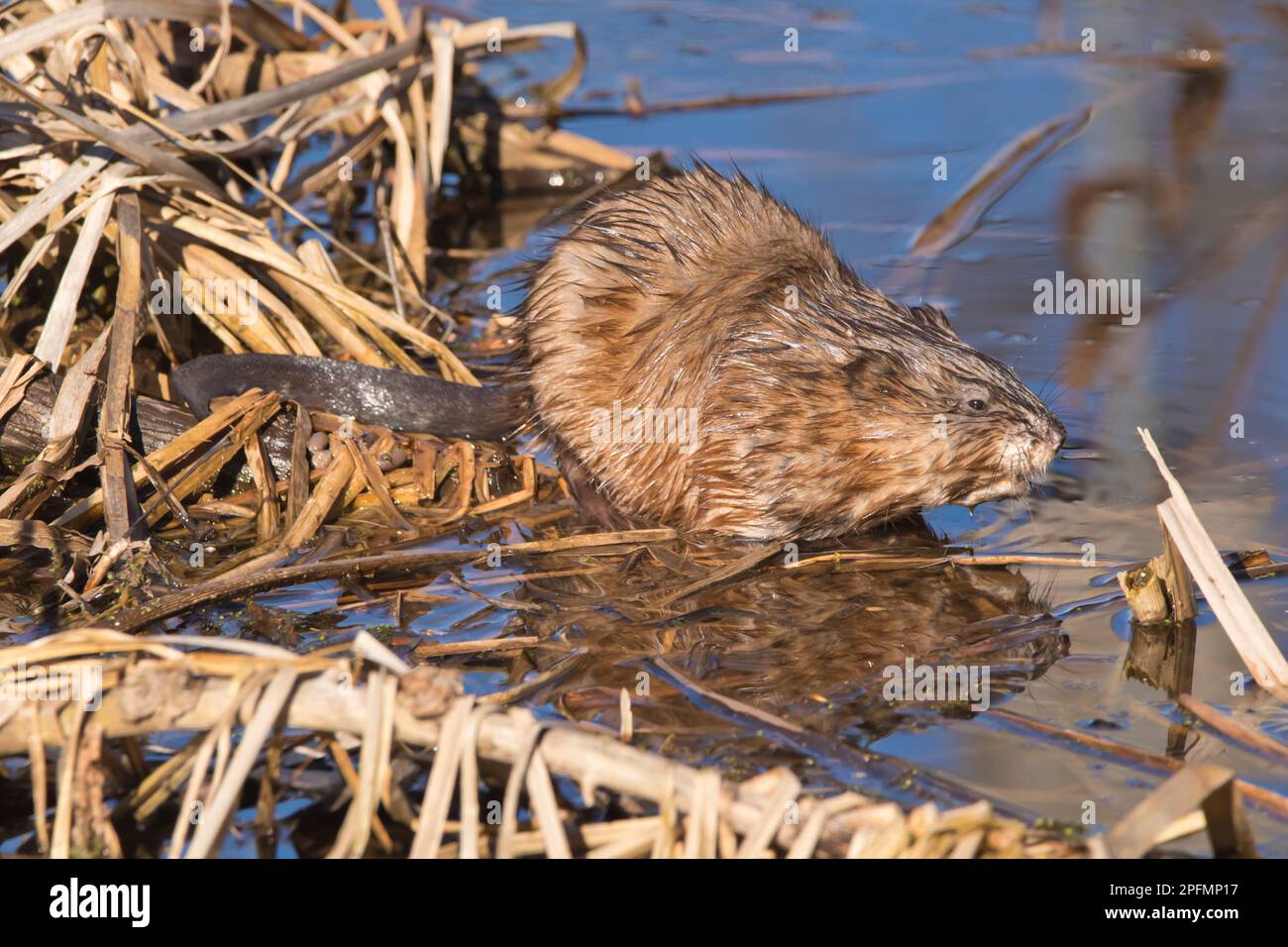 A muskrat, Ondatra zibethicus, with head turned along the water's edge of a marsh in Iowa on a ...