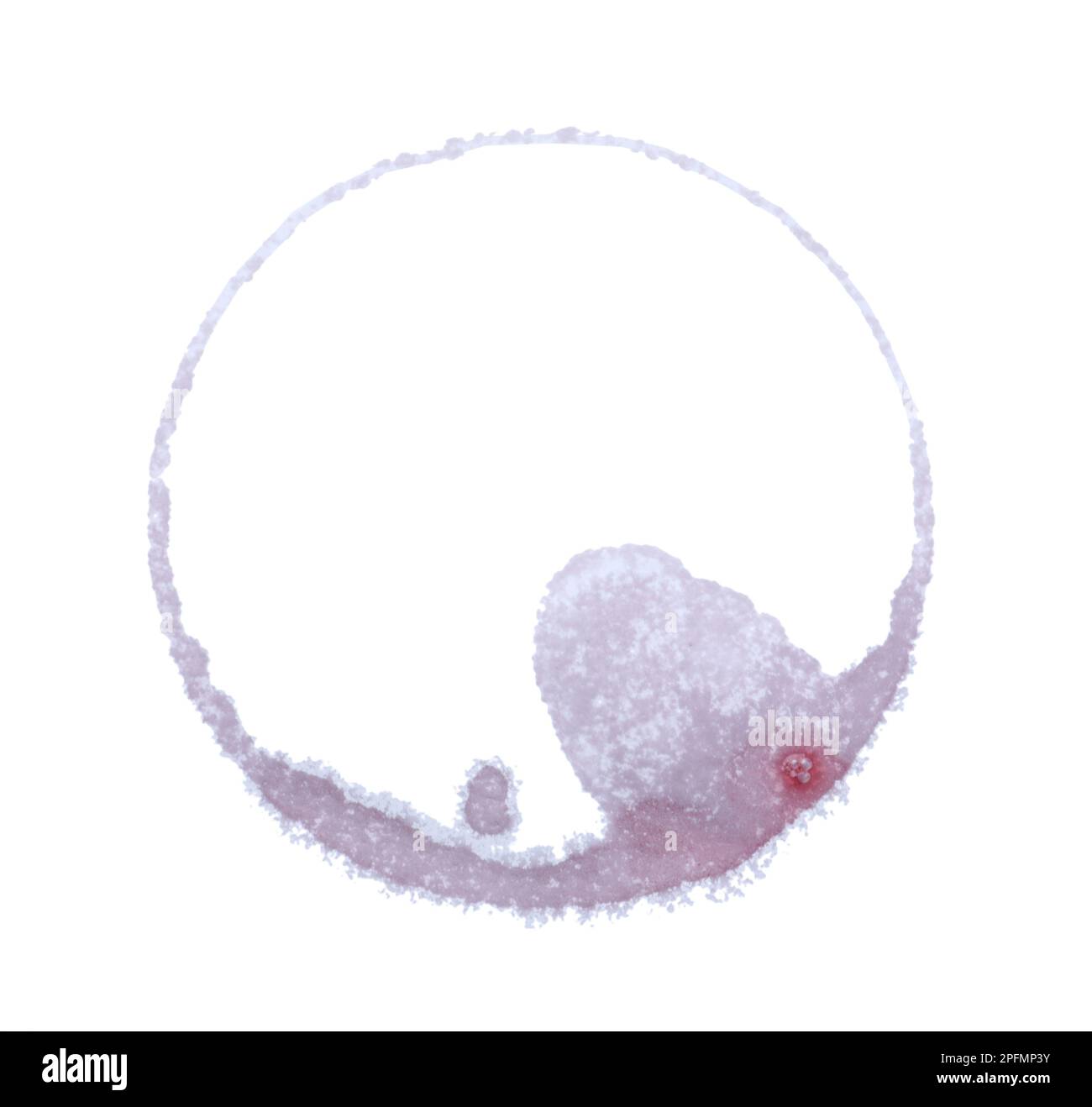 Wine ring on white background, top view Stock Photo - Alamy