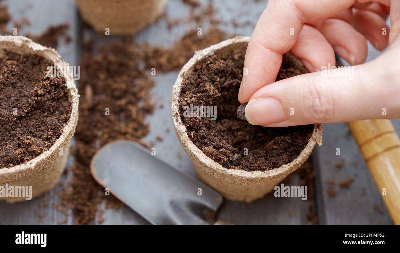 Close up of hand planting a seed in eco friendly biodegradable peat ...