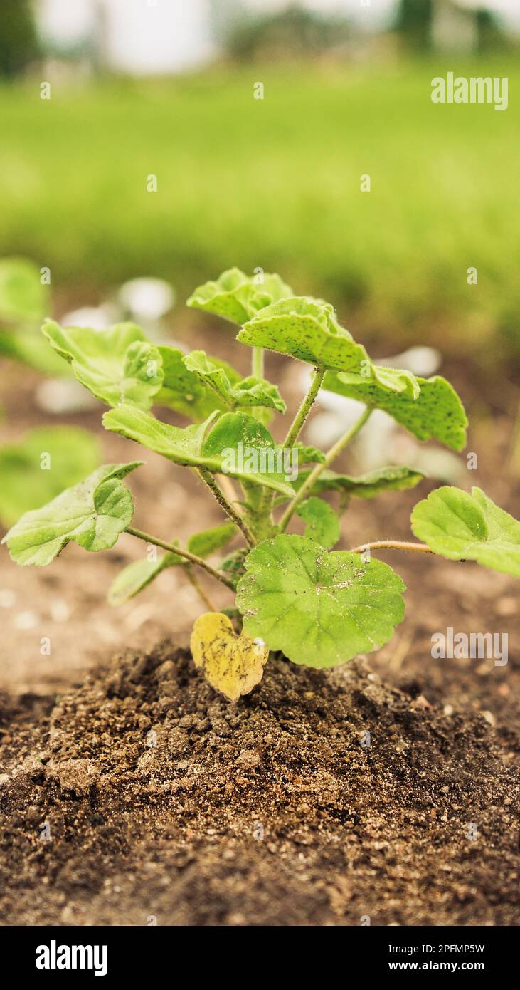 Fresh green sprouts of vegetables in spring on the field, soft focus ...