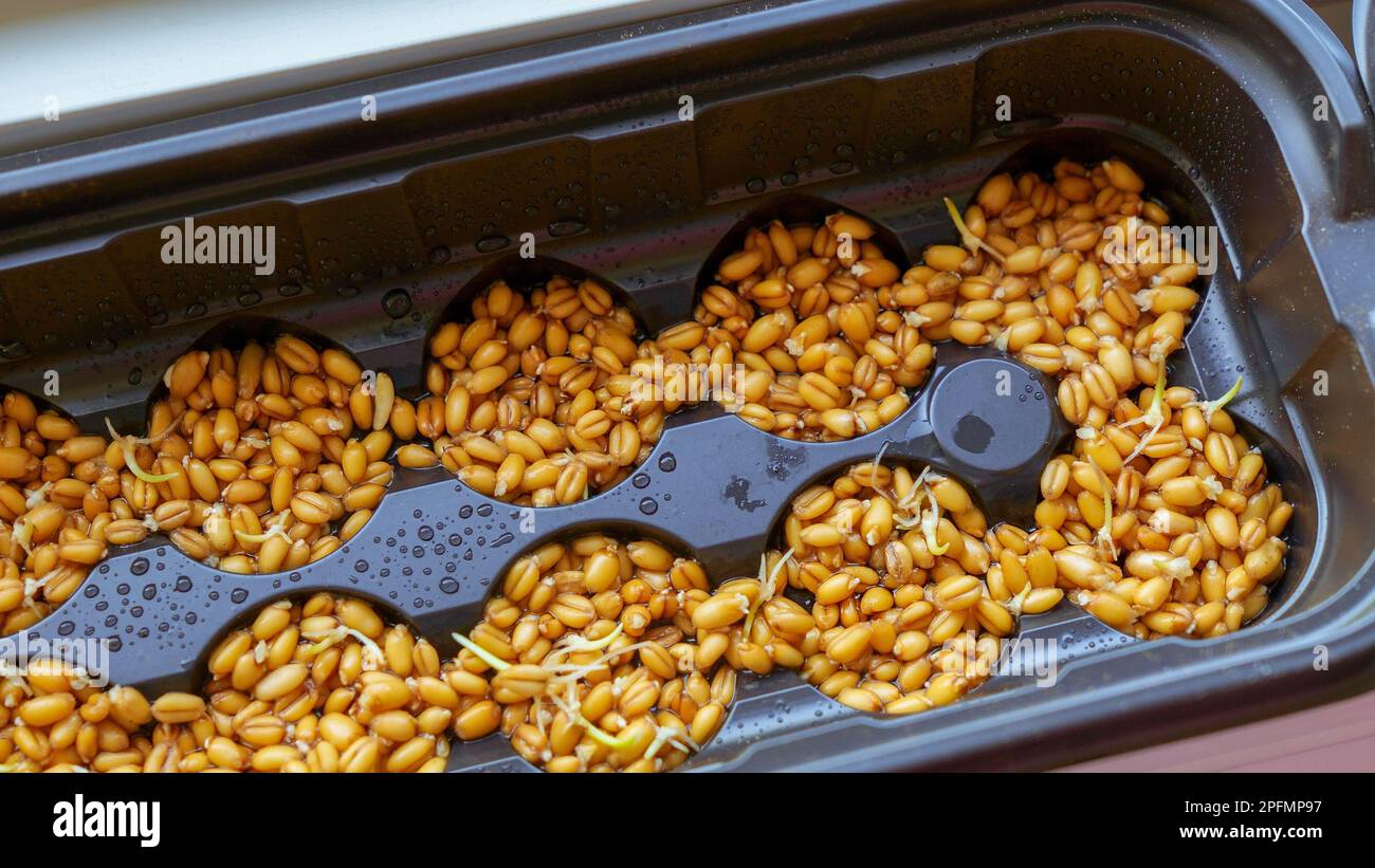 Young sprouts of barley with dew drops during germinating seeds in the ...