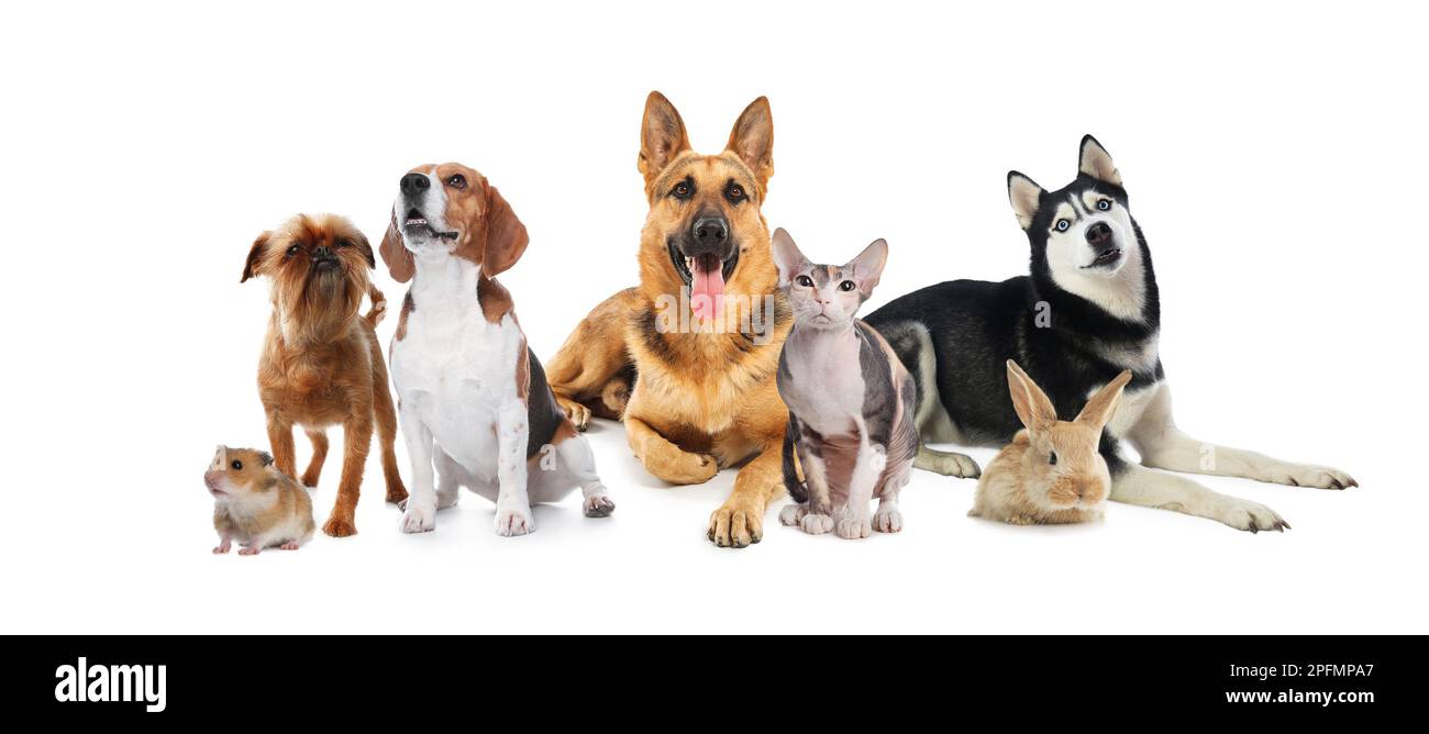 Group of cute pets on white background. Banner design Stock Photo - Alamy