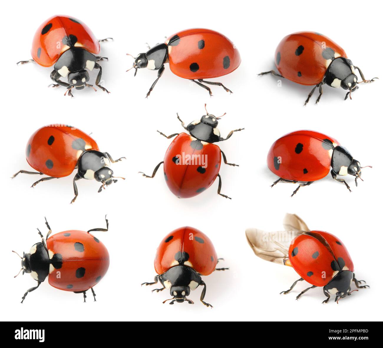Set with beautiful ladybugs on white background Stock Photo - Alamy